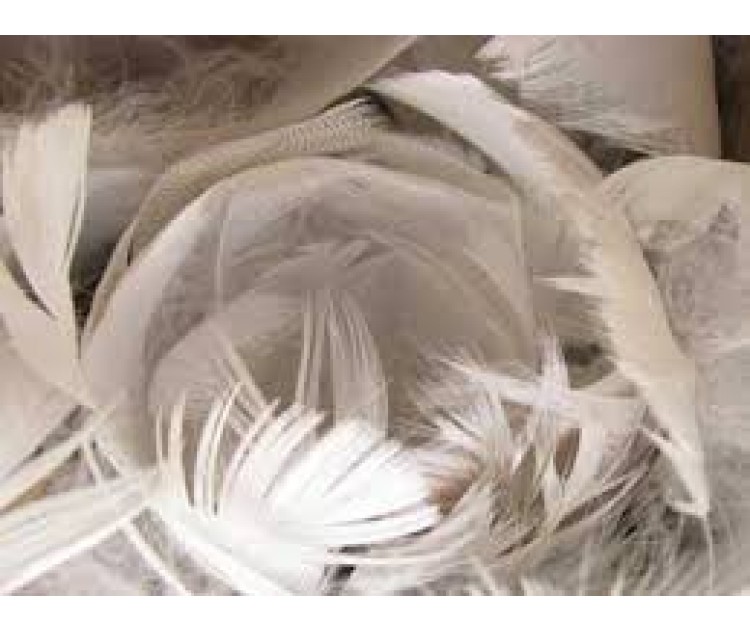 Nesting Feathers