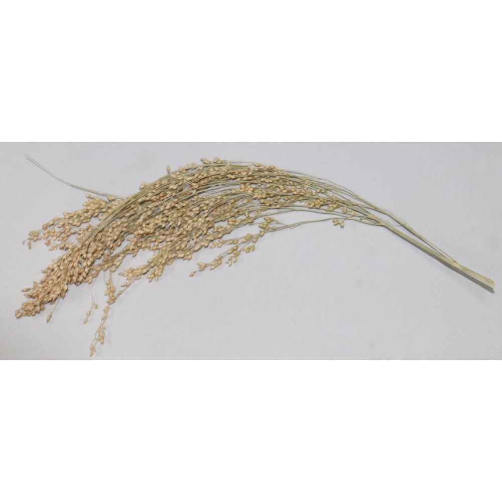 French White Millet Sprays