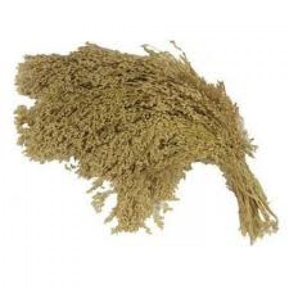 French White Millet Sprays